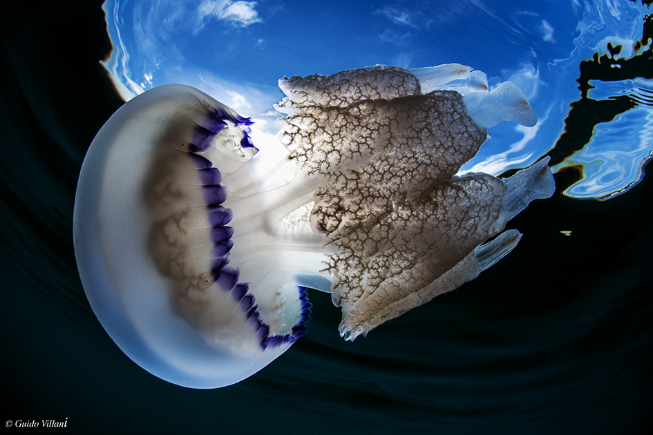 Study of Bacterial and Archaea Communities in Antarctic and Extreme ...