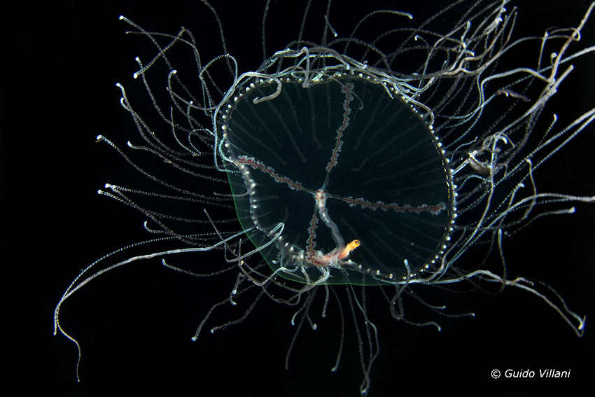 Study of Bacterial and Archaea Communities in Antarctic and Extreme ...